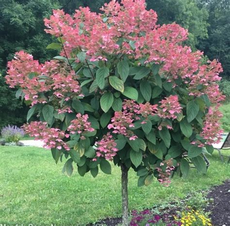 Hydrangea Paniculata Quick Fire Tf Quick Fire Hydrangea Tree Randd Wholesale Nursery