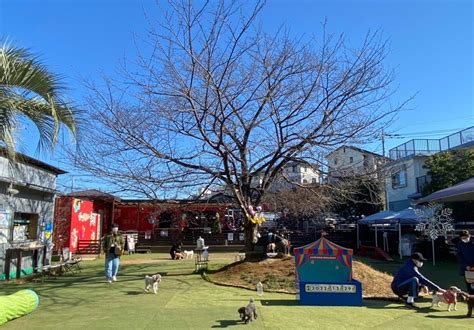 ワンコ達は年末も走りたい！ ★横浜★犬生活★断捨離トレーナー 鹿島すみ江
