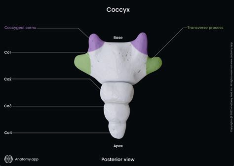 Coccyx Vertebrae Number Coccyx Homme Eyonm