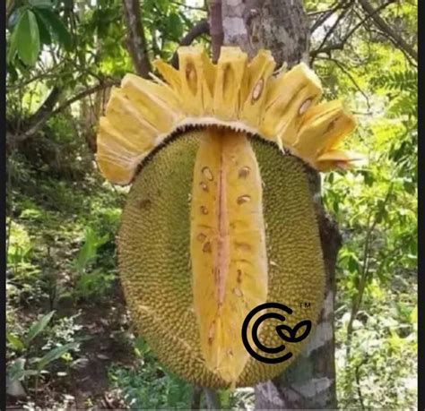 Ranjan T Hanchapola On Linkedin Jackfruit Jackfruitjuice Waraka