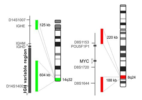 Xl Ighmyc Translocationdual Fusion Probe Metasystems Probes