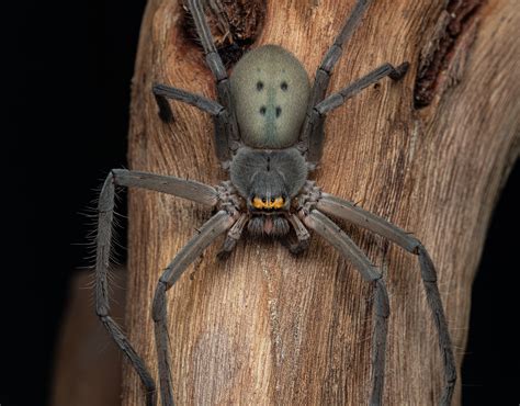 Green Bellied Huntsman Typostola Barbata Captive Bred Adults Bug Frenzy