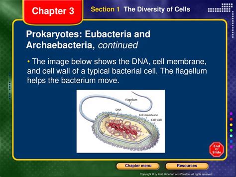Chapter 3 Section 1 The Diversity Of Cells Bellwork Ppt Download