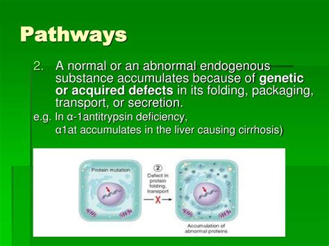 Ppt Intracellular Accumulations Powerpoint Presentation Free