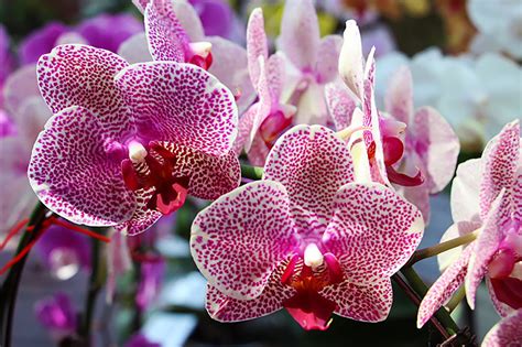 Exotic Flowers Living Color Garden Center