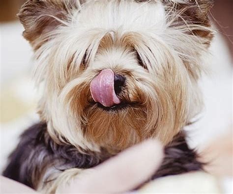 Alergias Más Comunes En Perros Clínica Veterinaria Leganés Norte