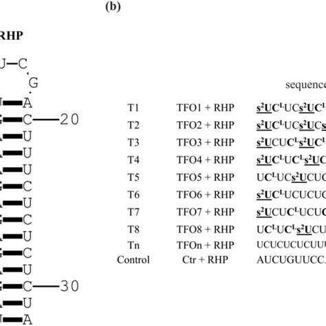 Schematic Representation Depicting The Model Rna Triplexes A Rna Download Scientific Diagram