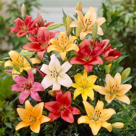 La Hybrid And Asiatic Lily Bulbs For Sale Online Easy Care Mix