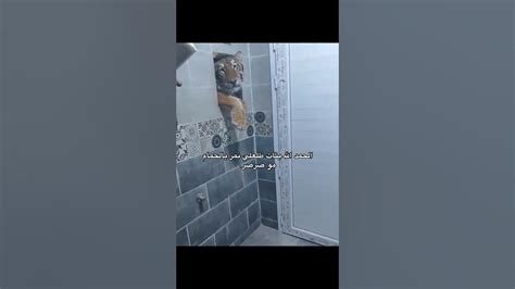 قناة الرياكشنات ألِژي Fyp Nva79 Akv شَـمـشُون Nva79 Srt Jmqr