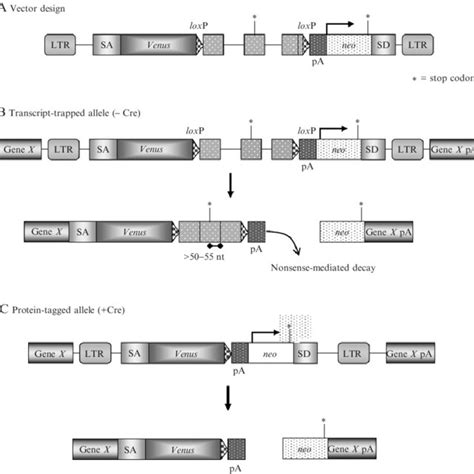 Three Common Gene Trap Vectors Each Vector Is Depicted Inserting Into Download Scientific