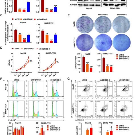 Coro6 Depletion Inhibits Migratory And Invasive Abilities A