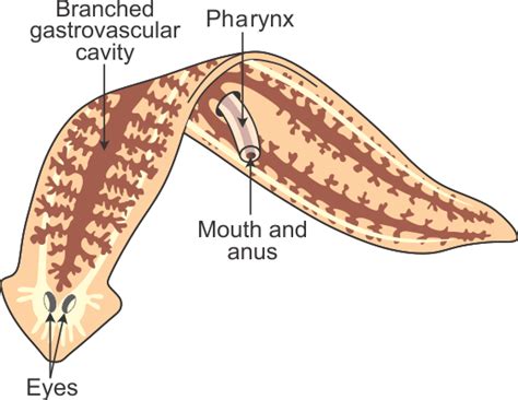 Planaria Diagram Unlabeled