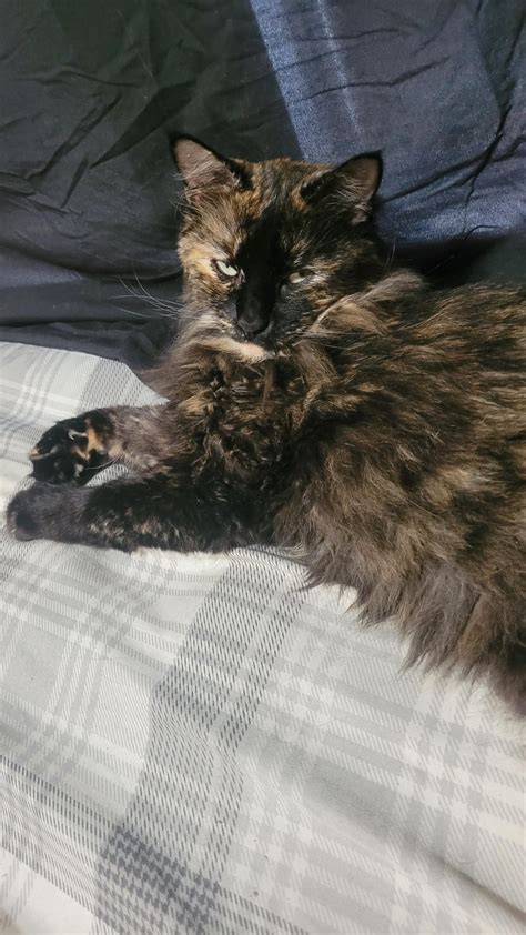 She Didnt Like Being Woken From Her Slumber R Angrycatpics