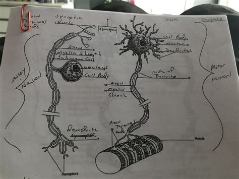 Diagram Chapter 8 2 Diagram Quizlet