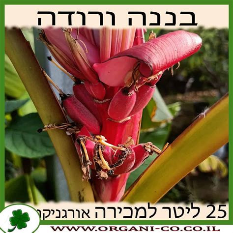בננה ורודה 25 ליטר למכירה מחיר אורגניקו