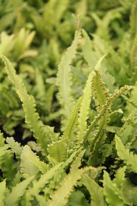 Asplenium Scolopendrium Angustifolium Verhulst Van Ryckeghem