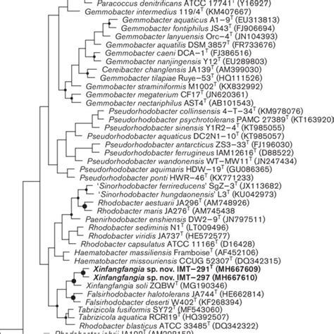 Phylogenetic Tree Based On Nearly Full Length 16s Rrna Gene Sequences