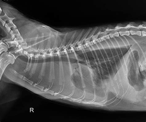 Подход к кошке со скоплением свободной жидкости в грудной полости | Vet ...