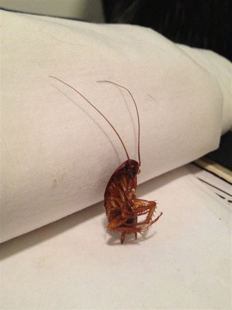 Meditating Roach Relative Of Praying Mantis Rwtf