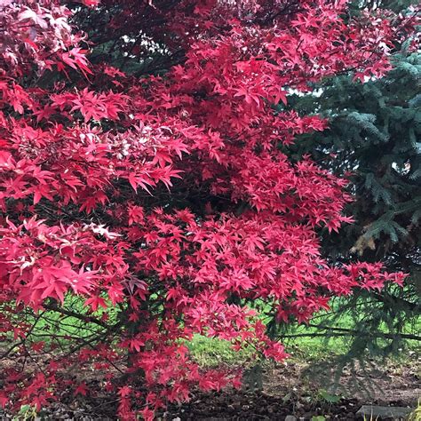 Field 2 Home The Twombleys Red Sentinel Japanese Maple