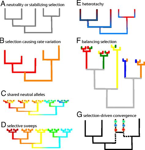 Diversifying Selection
