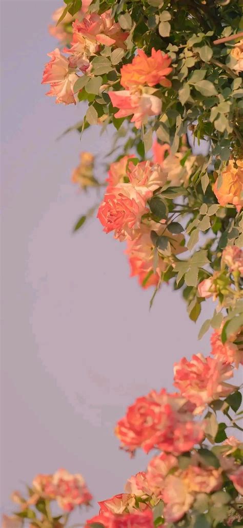 Ins