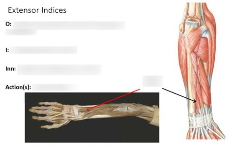 Ana4002 Extensor Indices Diagram Quizlet