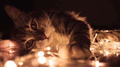 Cat Mammary Cancer All You Need To Know Ask Fido