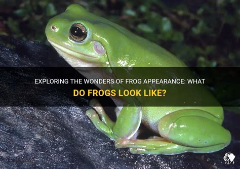 Exploring The Wonders Of Frog Appearance What Do Frogs Look Like