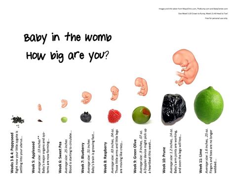 Appleseeds Size Chart Ponasa