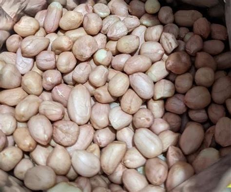 Raw Peanut In Dindigul Latest Price And Mandi Rates From Dealers In