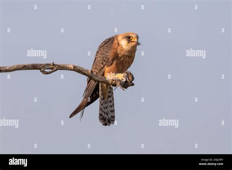 Red Footed Falcon Falco Vespertinus Female With Mouse Near Hotobagyi Puszta Hungary Stock