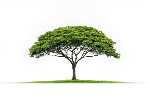 Tropical Rain Tree Isolated On White Background Exotic Flora And