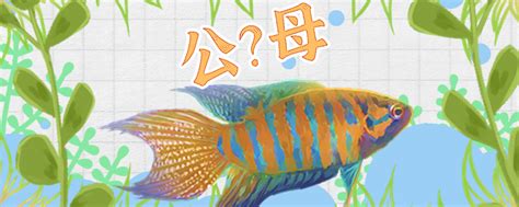 菩萨鱼怎么分公母公母能一起养吗 鱼百科