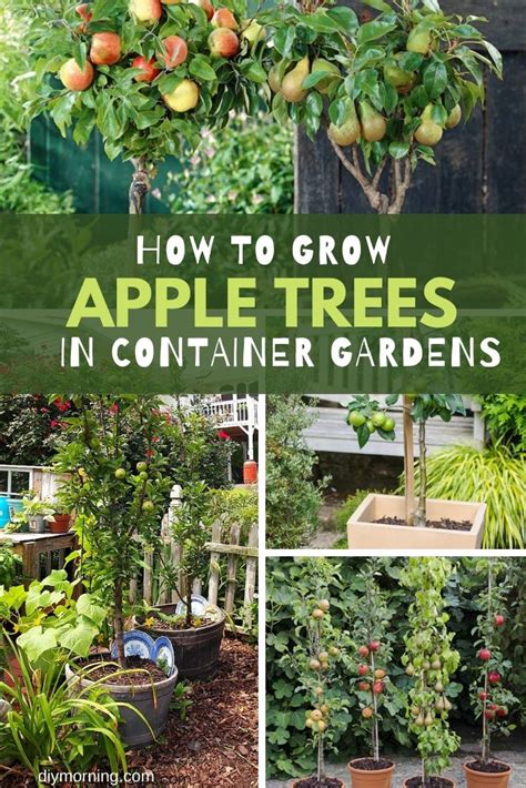Best Container Apple Trees At Eula Seay Blog