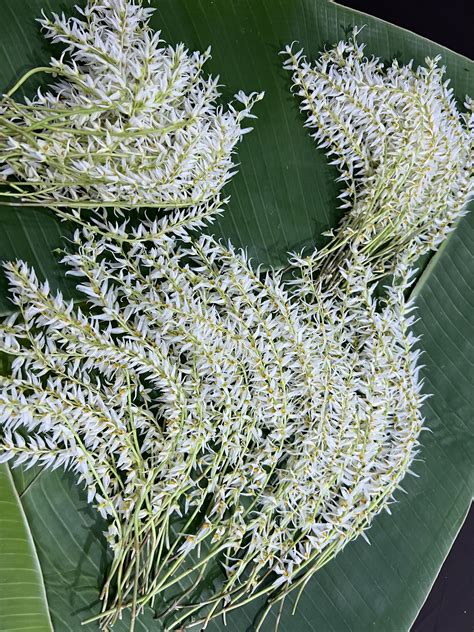 မမလေး သဇင်ခြံ မုန့်ညှင်း Facebook