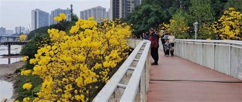 “大洗之日”来临！钦州未来几天太阳包场，是时候去二桥打卡黄色风铃木了天气气温东北风