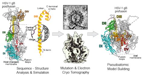 Herpes Viruses New Insights Into The Fusion Process Upon Entry Into The Host Cell 2020 News