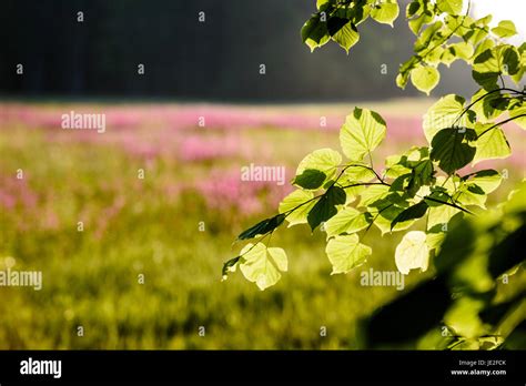 Midsummer Countryside Meadow With Flowers Abstract Close Up Neutral
