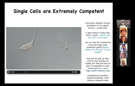 Michael Levin Non Neural Developmental Bioelectricity As A Precursor For Cognition