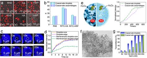 Biomineralization‐inspired Membranization Toward Structural Enhancement