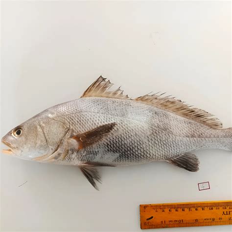 Ghol Fish As The Gujrats State Fish Pwonlyias