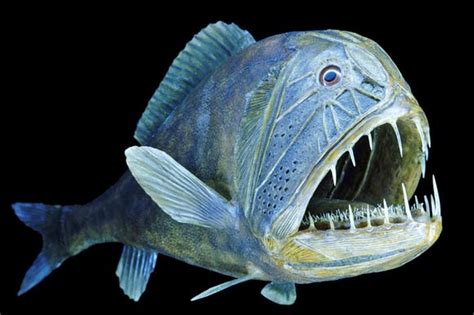 柏林深海奇异生物展 海洋财富网