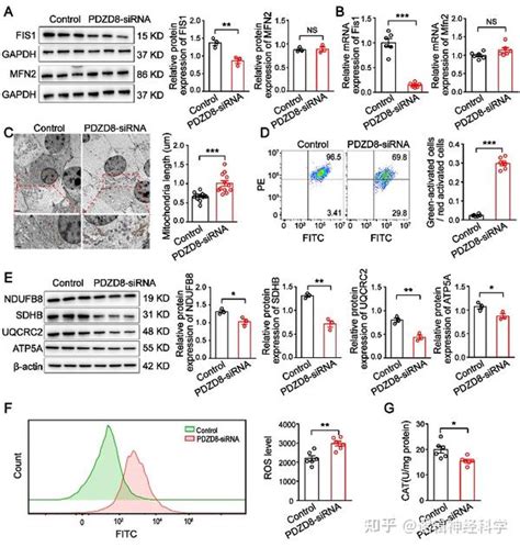 Neurobiol Dis︱上海大学杜东书张帅团队揭示pdzd8介导rvlm神经元内质网线粒体互作对应激性高血压作用 知乎
