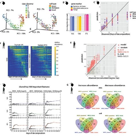 Pdf Microbial Community Assembly And Metabolic Function During Mammalian Corpse Decomposition