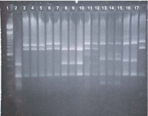 Rhizoctonia Isolates Digested With A Restriction Enzyme Hpaii Lane 1