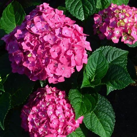 Hydrangea Macrophylla Summer Crush Heritage Museums And Gardens