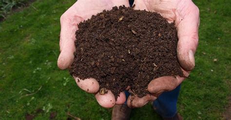 Ericaceous Compost What Is It When To Use It Guide