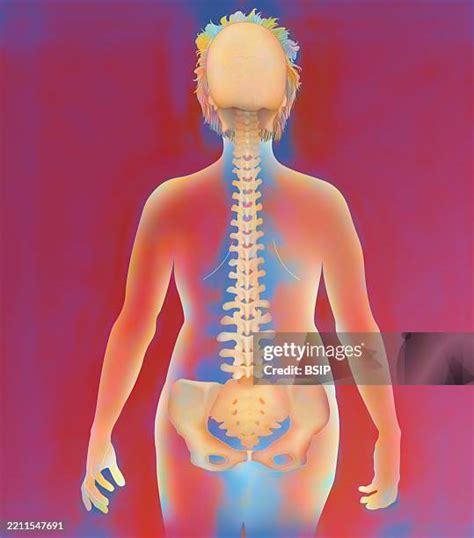 Spinal Column Anatomy High Res Vector Graphic Getty Images