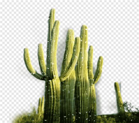 Deserto De San Pedro Cactus Cactaceae Cacto Verde Criativo Planta Haste Cacto Png PNGEgg